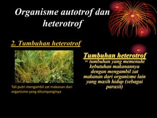 Komponen ekosistem, peran dan interaksinya | PPTX
