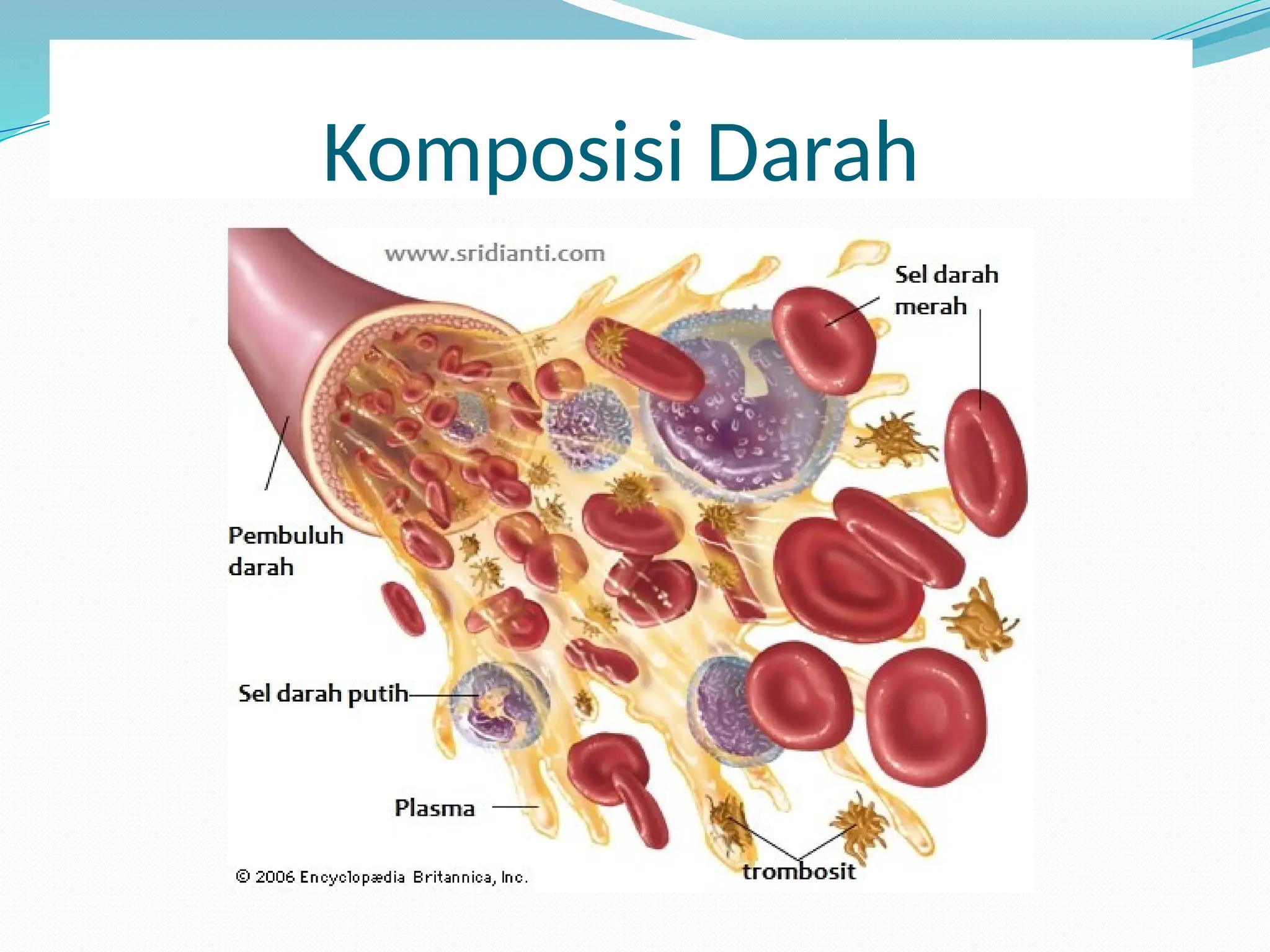 PPT Komponen Penyusun Darah Beserta Fungsinya | PPTX