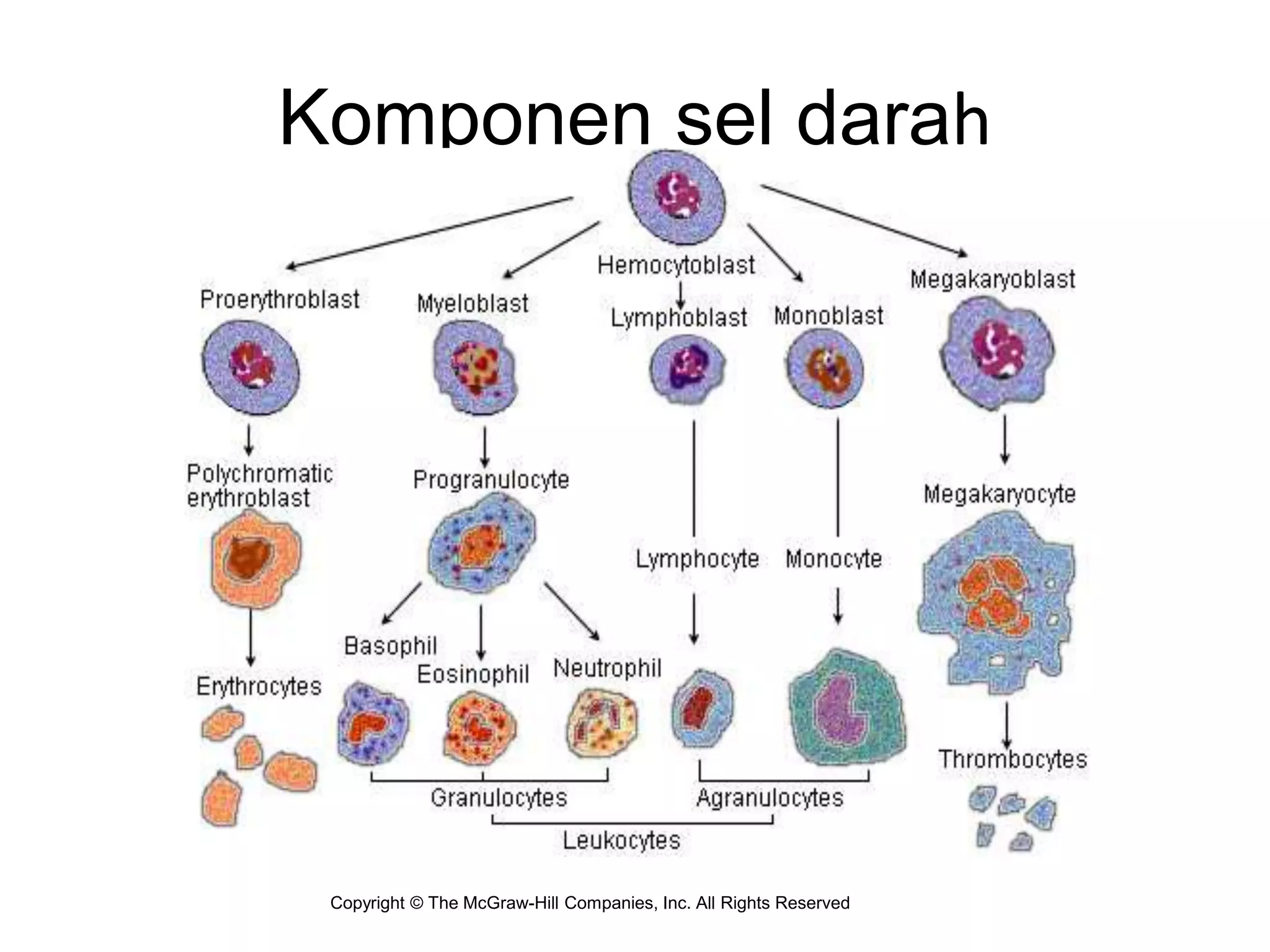 Komposisi dan fungsi darah 1 | PPTX