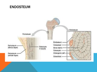 komposisi tulang.pptx
