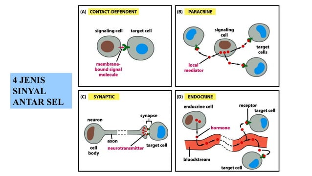 Komunikasi sel | PPT