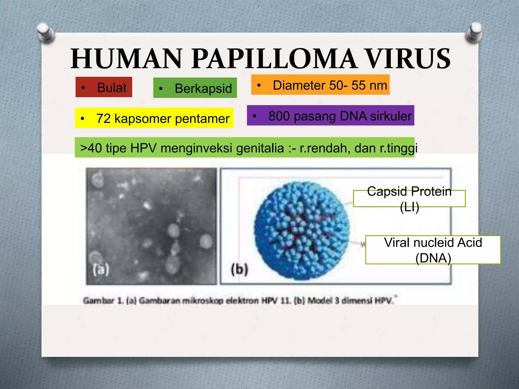 kondiloma akuminata silvia ppt.pptx