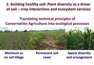 Ecological intensification for resilient farming in Cambodia | PPT