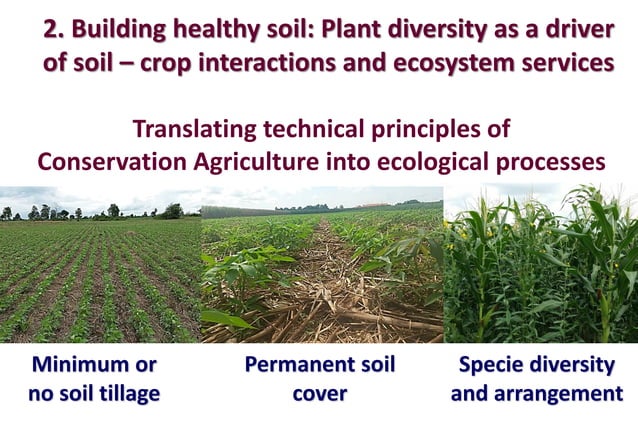 Ecological intensification for resilient farming in Cambodia | PPT