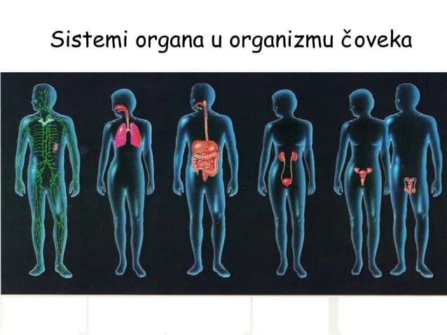 Kožni sistem čoveka