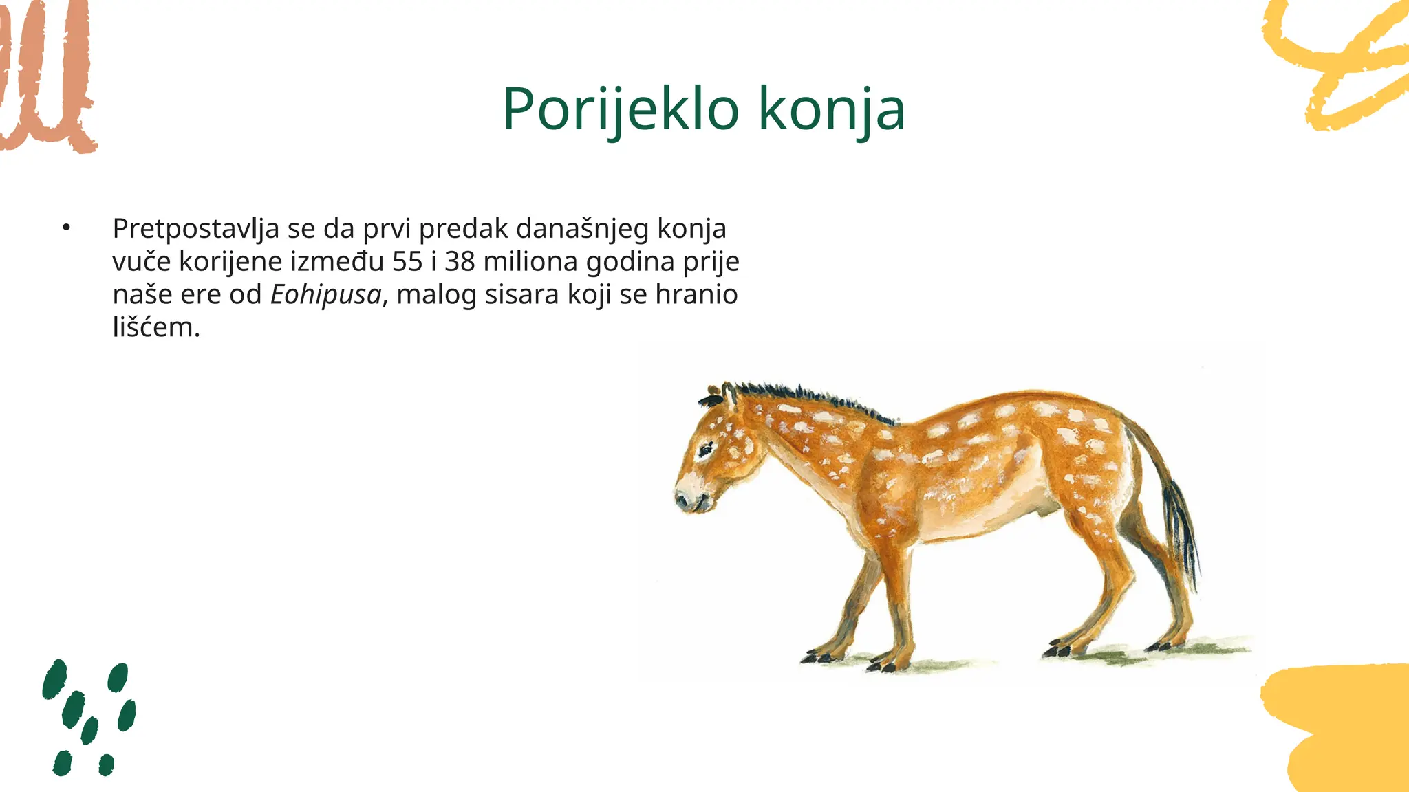 Konj porijeklo i podjjela konja sa slikama.pptx