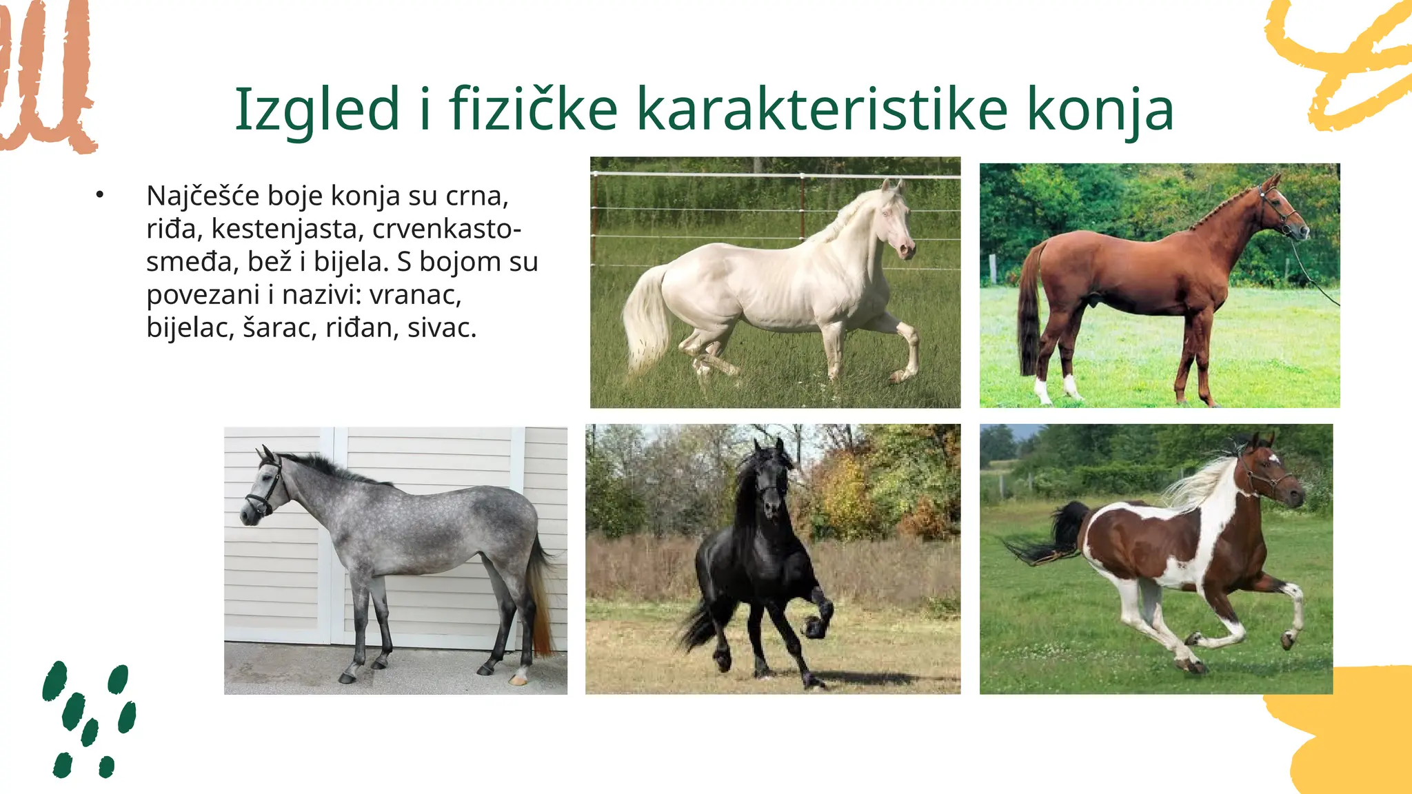 Konj porijeklo i podjjela konja sa slikama.pptx