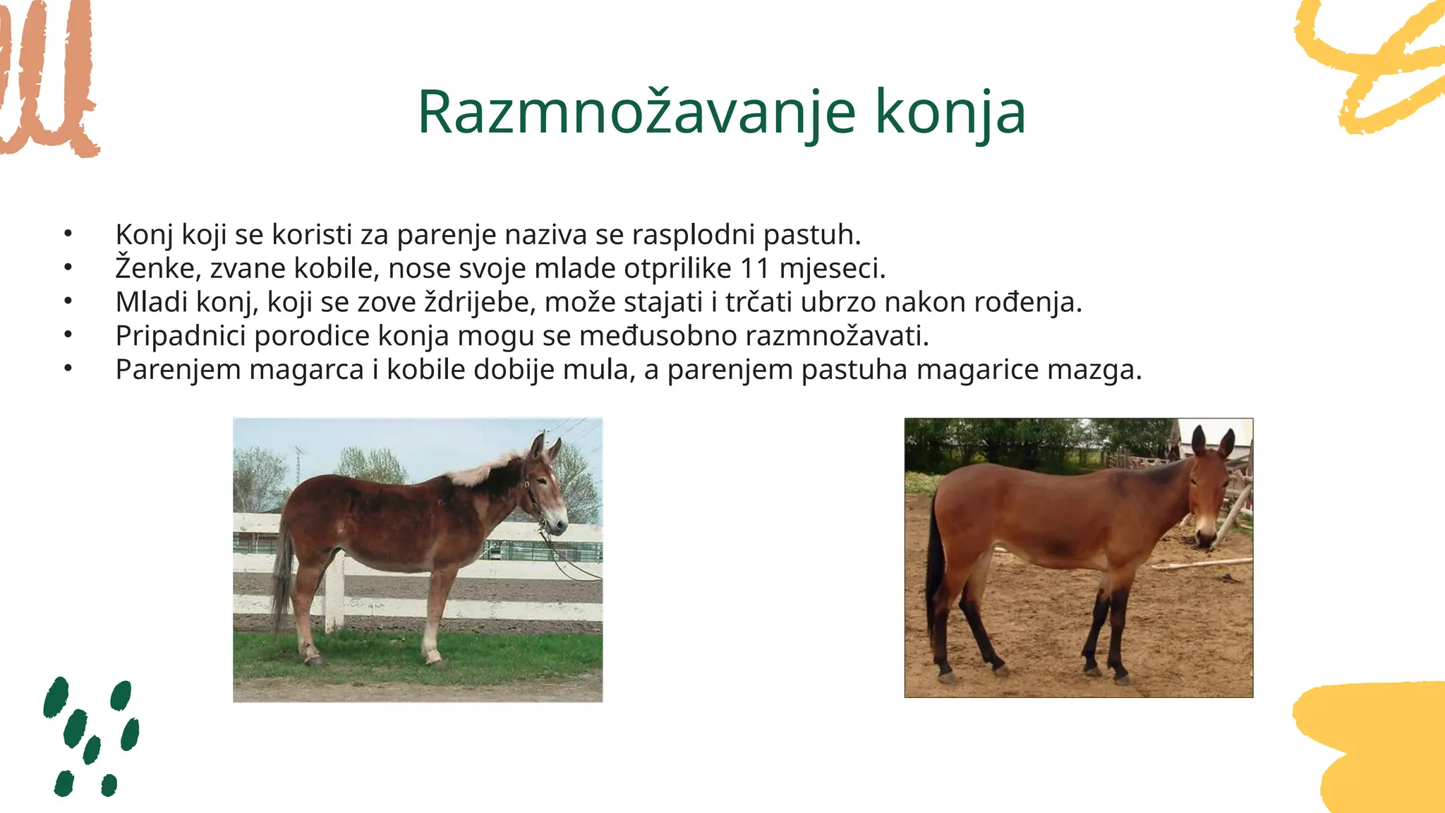 Konj porijeklo i podjjela konja sa slikama.pptx