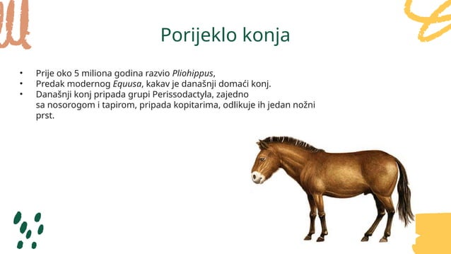 Konj porijeklo i podjjela konja sa slikama.pptx