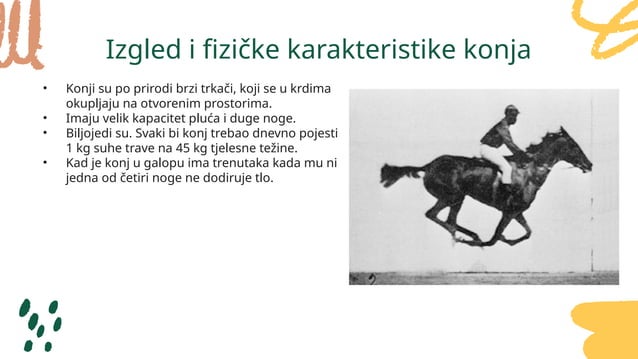 Konj porijeklo i podjjela konja sa slikama.pptx