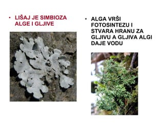 Konkurencija i zajednistvo | PPT