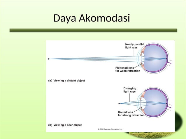 konsep-fisika-biooptik-revisi.pn n n m pt | PPT