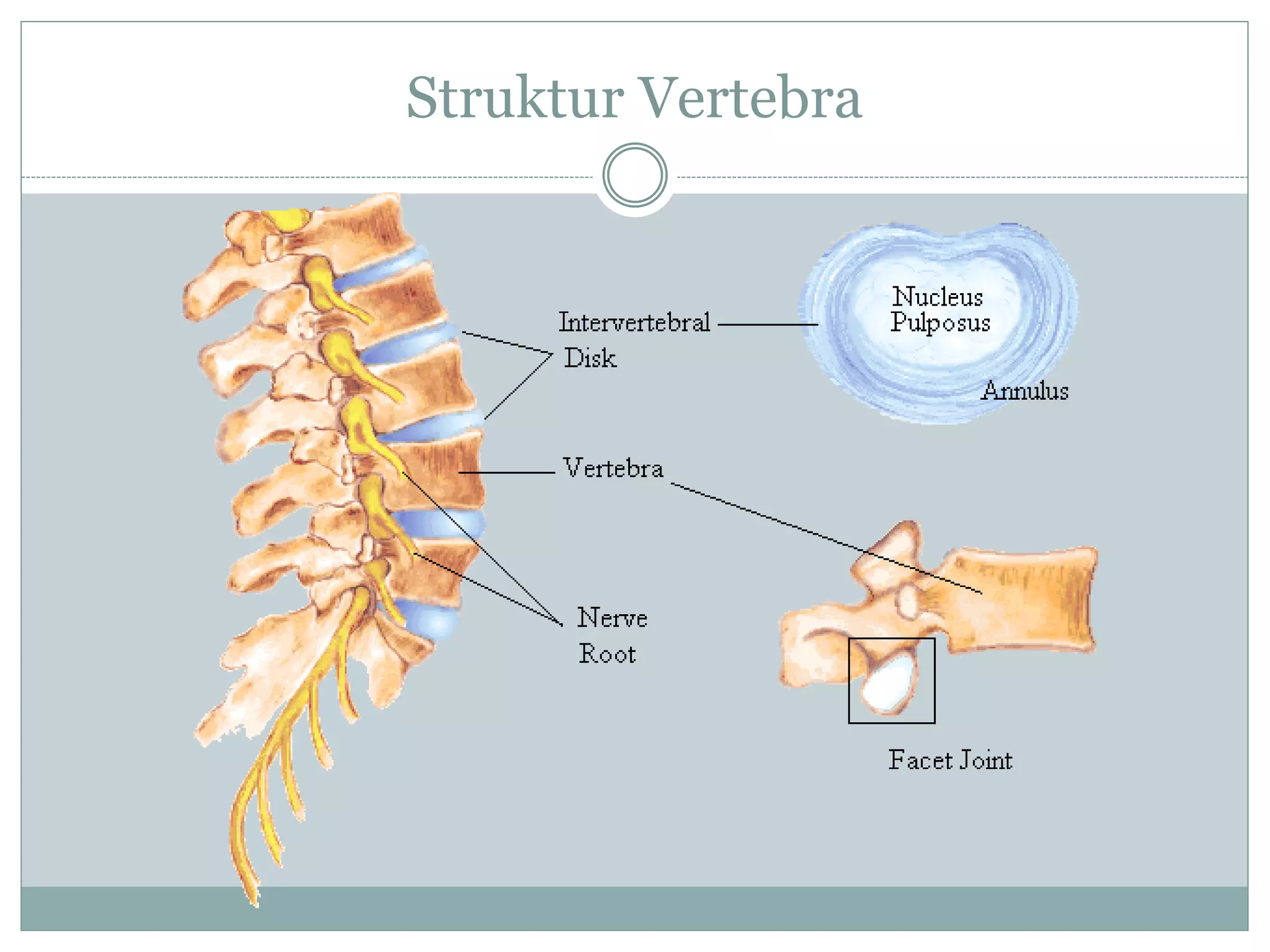 Konsep Anatomi Biomekanik Vertebra | PDF