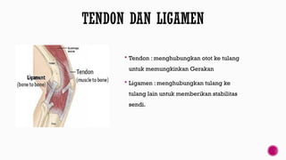 KONSEP ANATOMI SISTEM OTOT, BAGIAN-BAGIAN OTOT.pptx