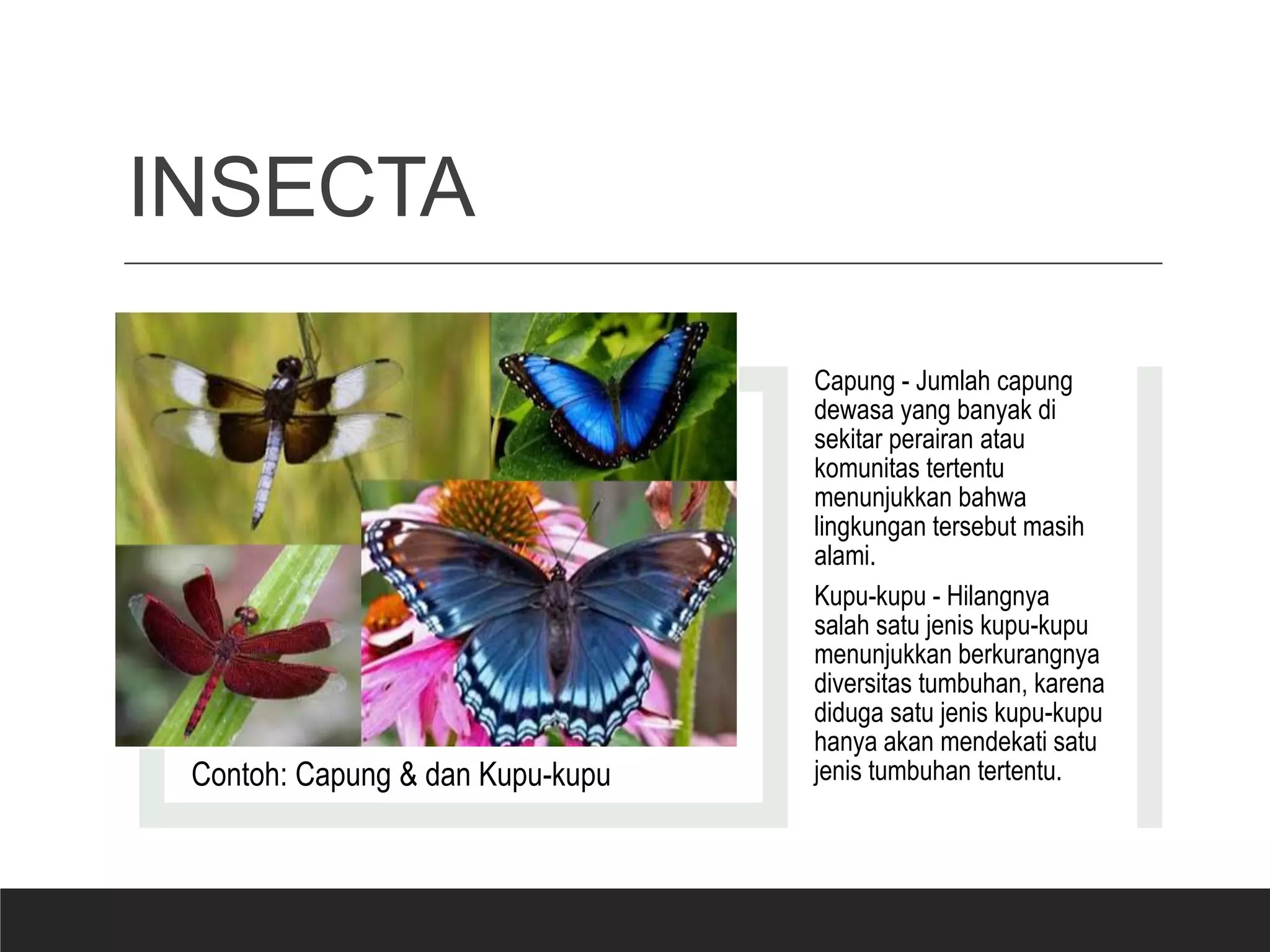Konsep bioindikator dan contoh bioindokator (ppt) | PPTX