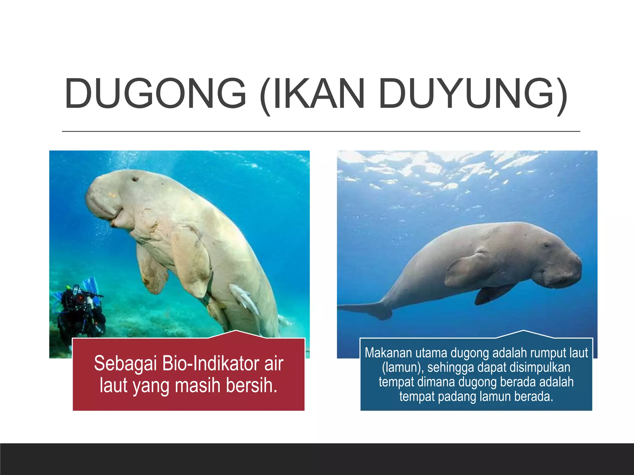 Konsep bioindikator dan contoh bioindokator (ppt) | PPTX