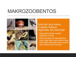 Konsep bioindikator dan contoh bioindokator (ppt) | PPTX