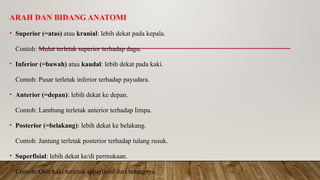 KONSEP DASAR ANATOMI KONSEP DASAR ANATOMI.pptx