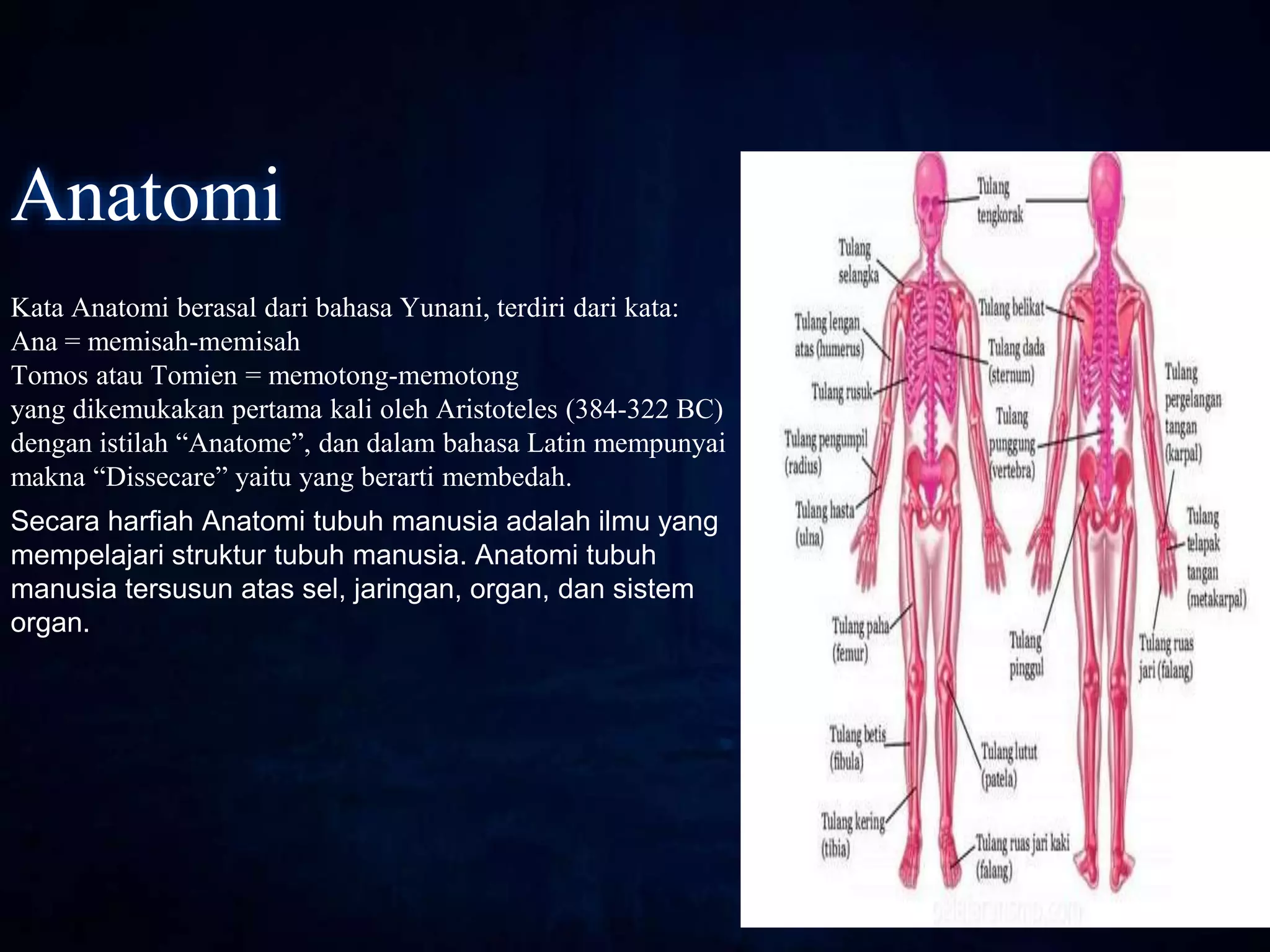 Konsep dasar Anatomi, Fisiologi dan Patologi kelompok 3.pptx