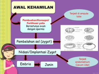 Konsep dasar kehamilan | PPT