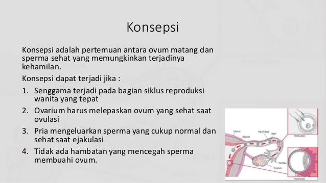 Konsep dasar konsepsi