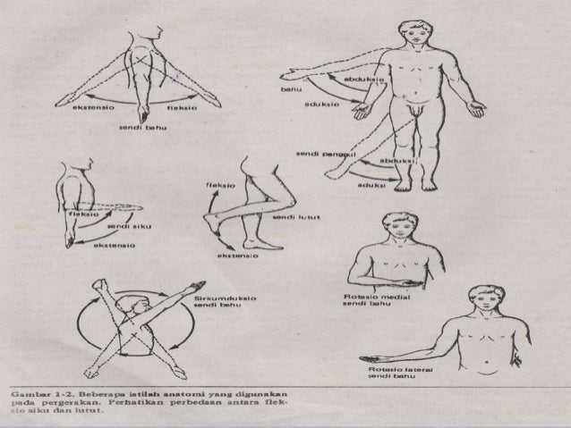 Konsep dasar mobilisasi