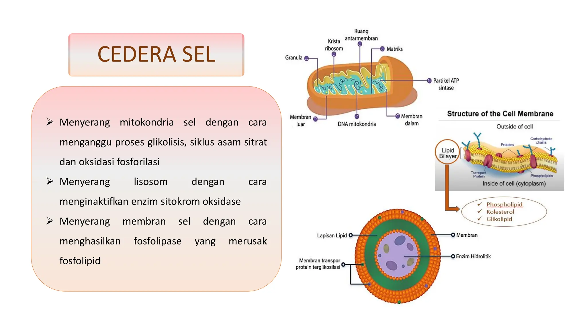 KONSEP DASAR PATOLOGI DAN PATOFISIOLOGI-1.pdf