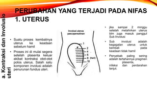 Konsep dasar post partum (nifas).pptx