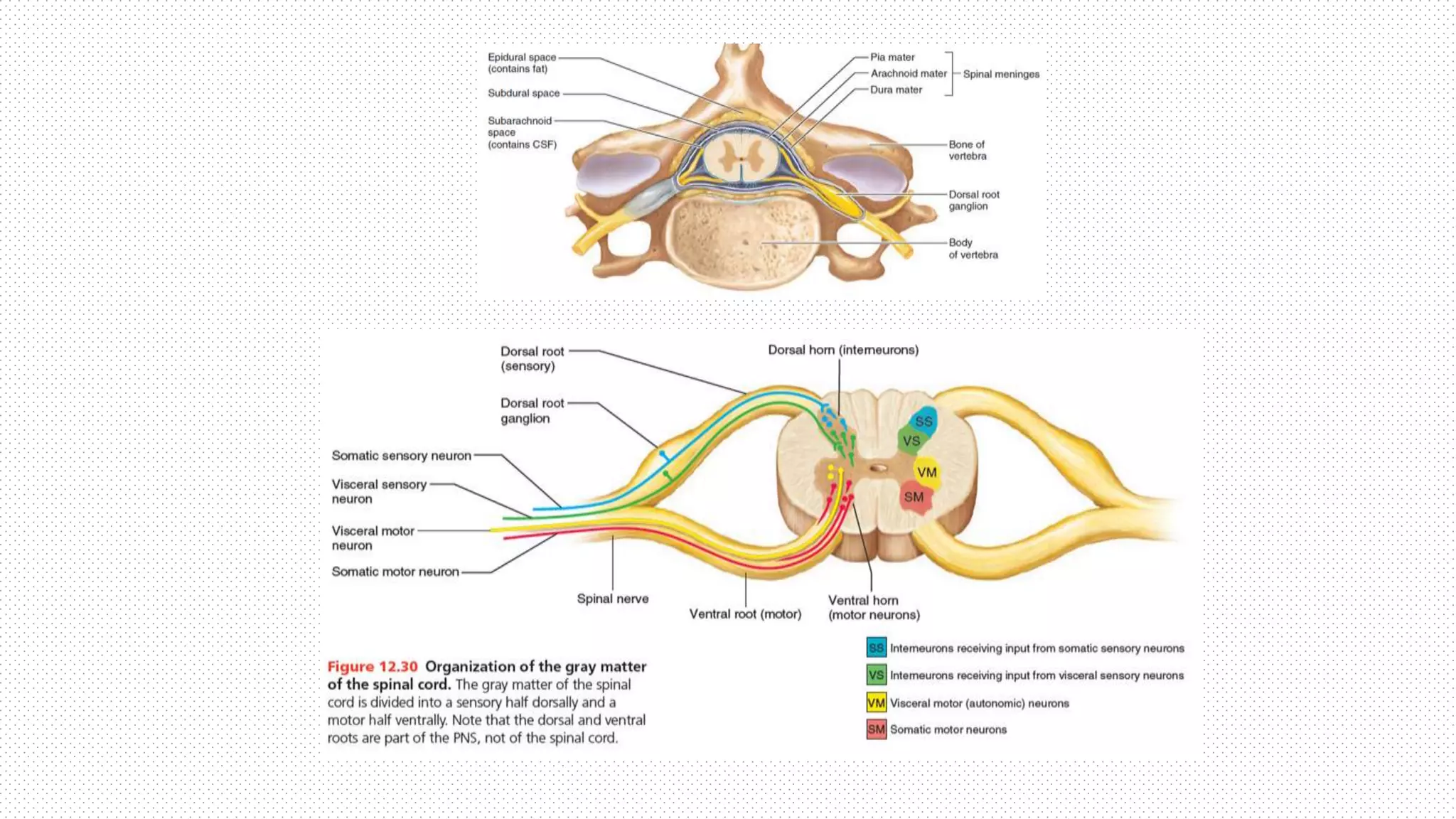 KONSEP DASAR SISTEM SARAF.pptx