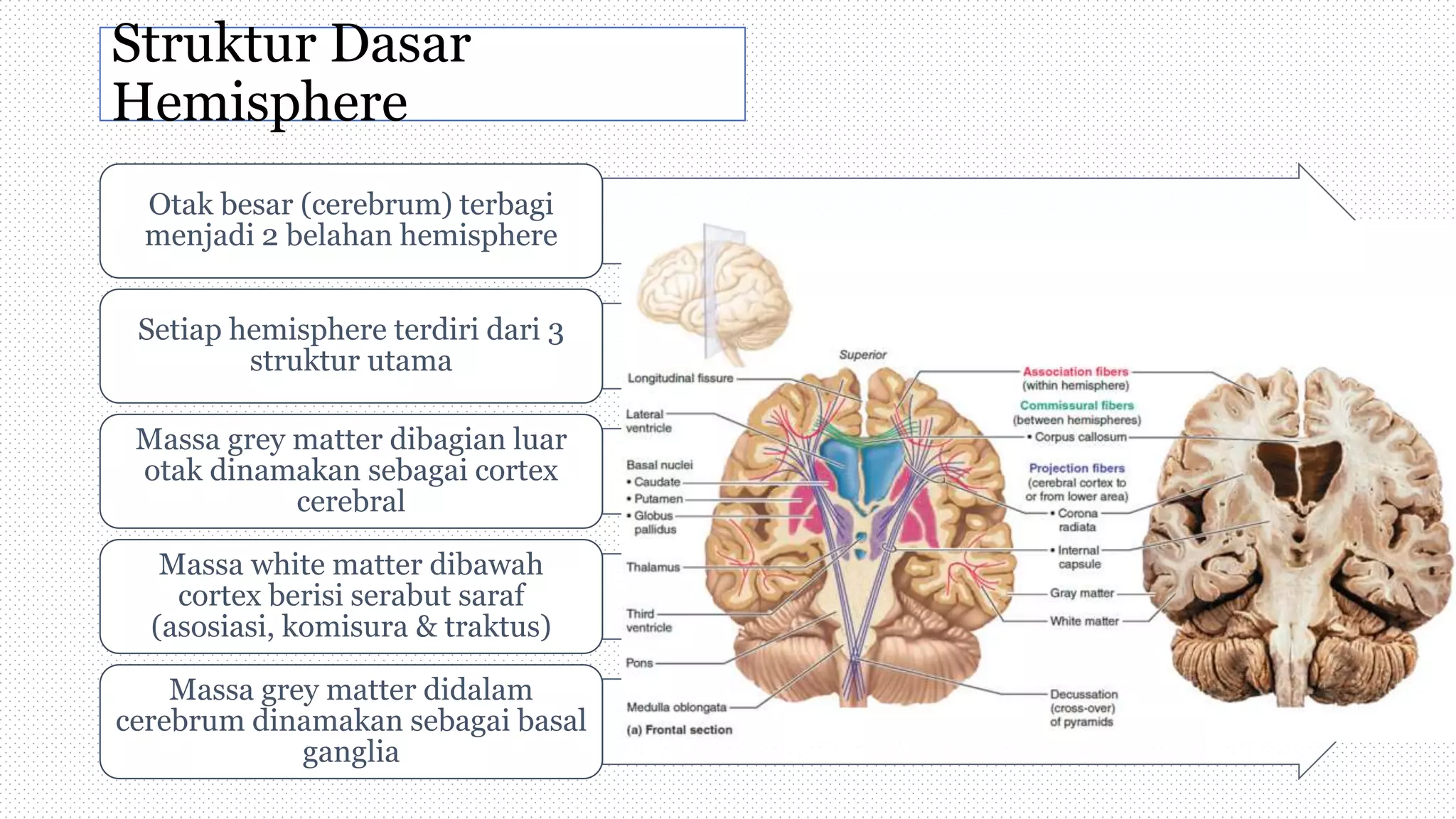 KONSEP DASAR SISTEM SARAF.pptx