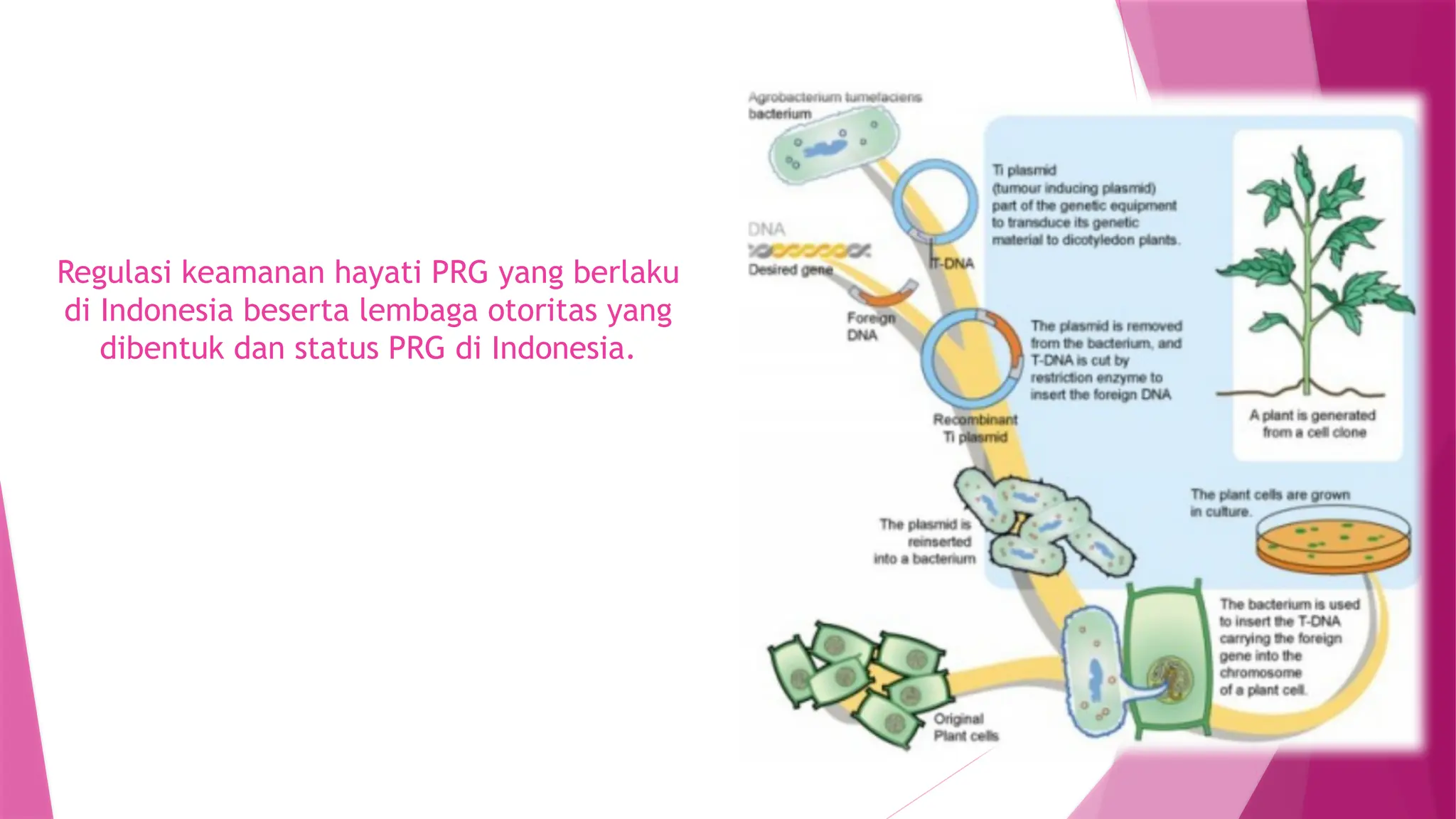 Konsep keamanan hayati & regulasi produk bioteknologi.pptx