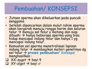Konsepsi | PPTX