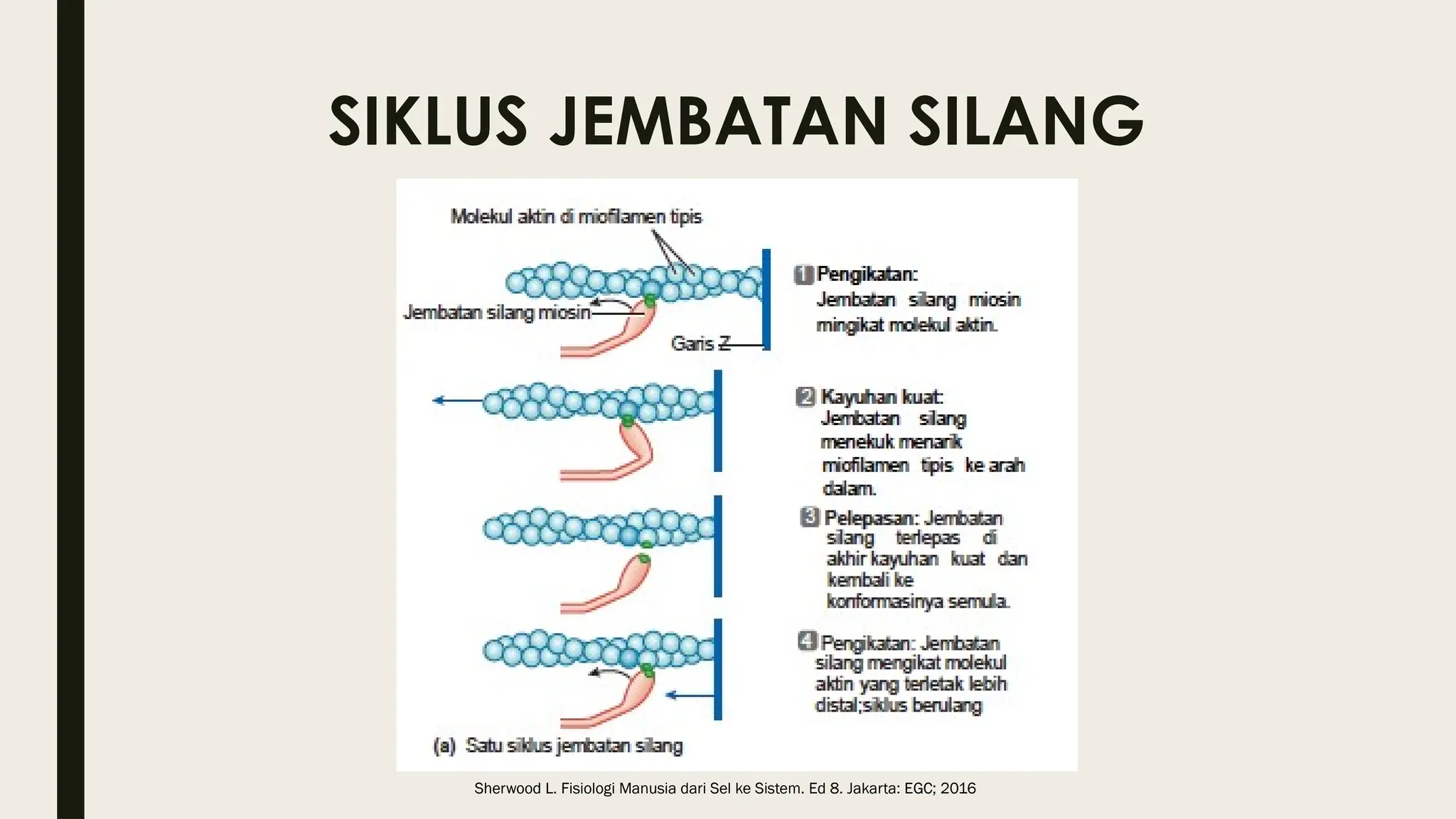 KONTRAKSI RELAKSASI OTOT kontraksi dan relaksasi otot, bagamana ... KONTRAKSI RELAKSASI OTOT kontraksi dan relaksasi otot, bagamana ...