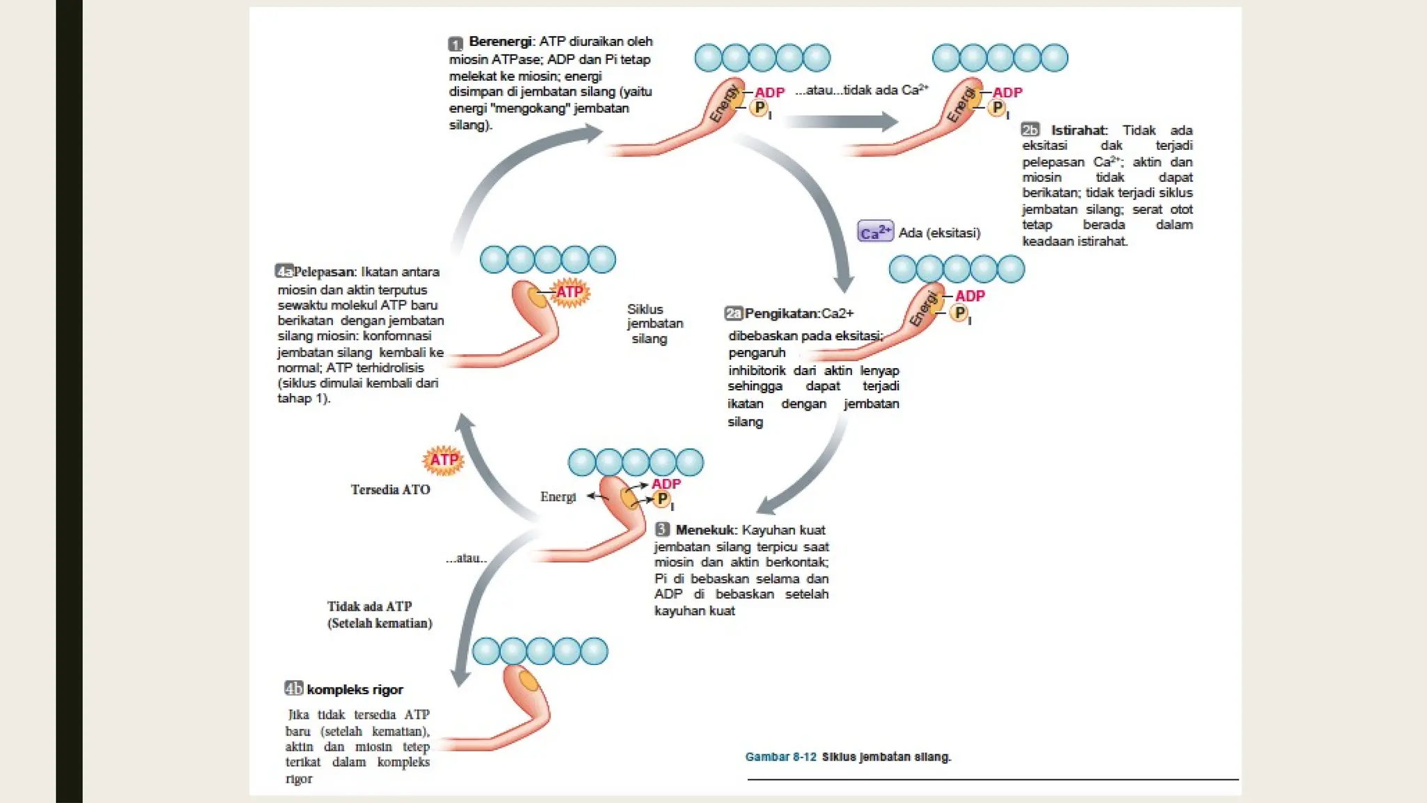 KONTRAKSI RELAKSASI OTOT kontraksi dan relaksasi otot, bagamana ...