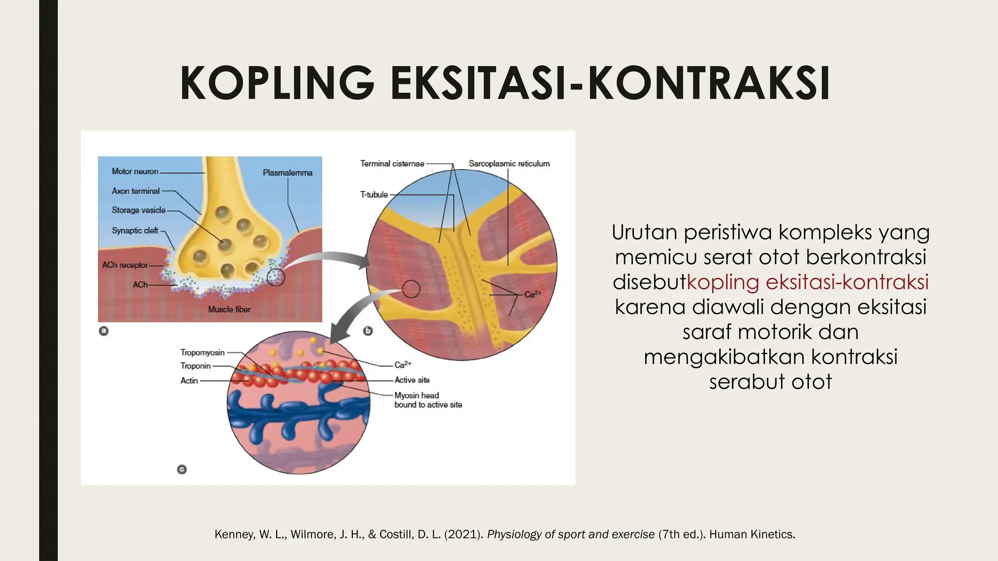 KONTRAKSI RELAKSASI OTOT kontraksi dan relaksasi otot, bagamana ... KONTRAKSI RELAKSASI OTOT kontraksi dan relaksasi otot, bagamana ...