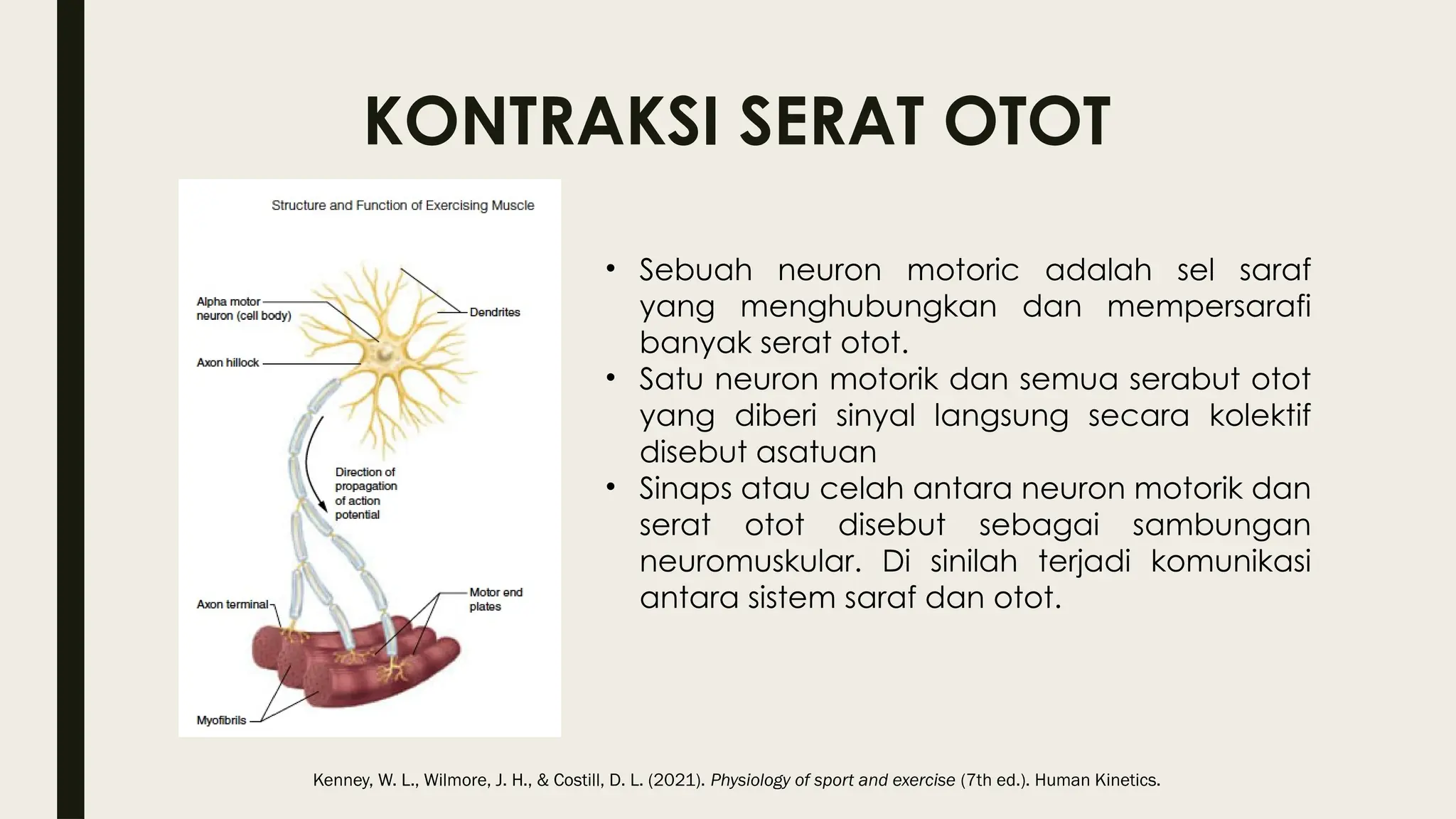 KONTRAKSI RELAKSASI OTOT kontraksi dan relaksasi otot, bagamana ... KONTRAKSI RELAKSASI OTOT kontraksi dan relaksasi otot, bagamana ...