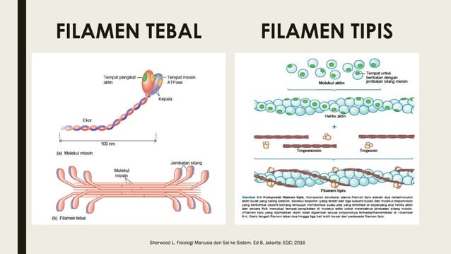 KONTRAKSI RELAKSASI OTOT kontraksi dan relaksasi otot, bagamana ...
