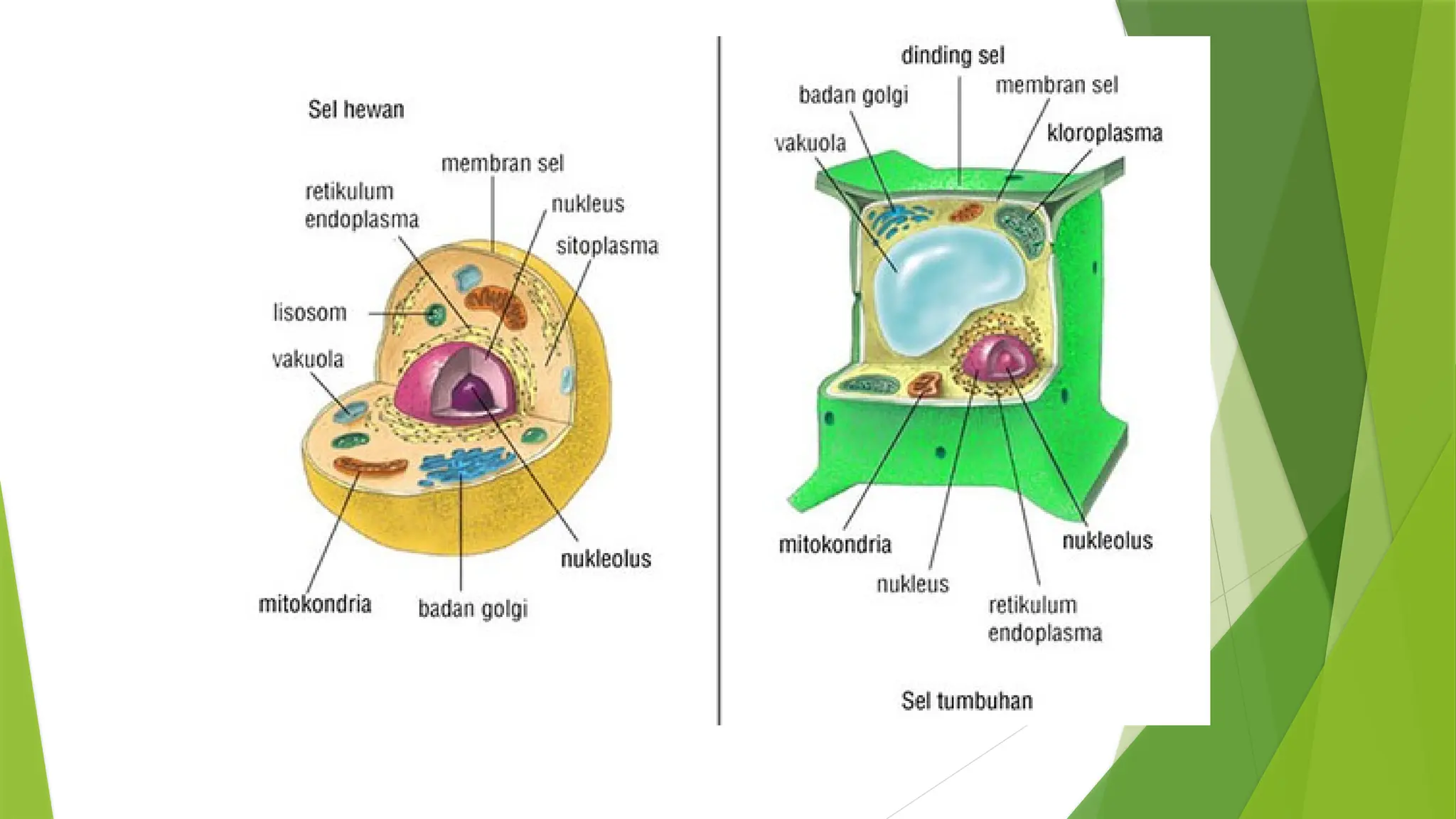 KONTROL GENETIK MEIOSIS sel pada tanaman.pptx