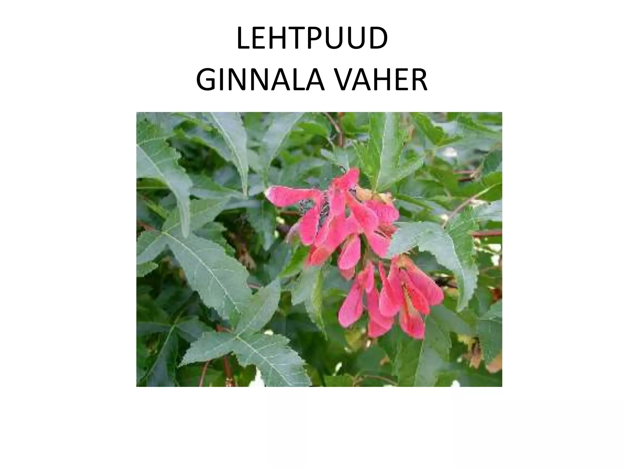 Koolipargi puud ja põõsad | PPTX