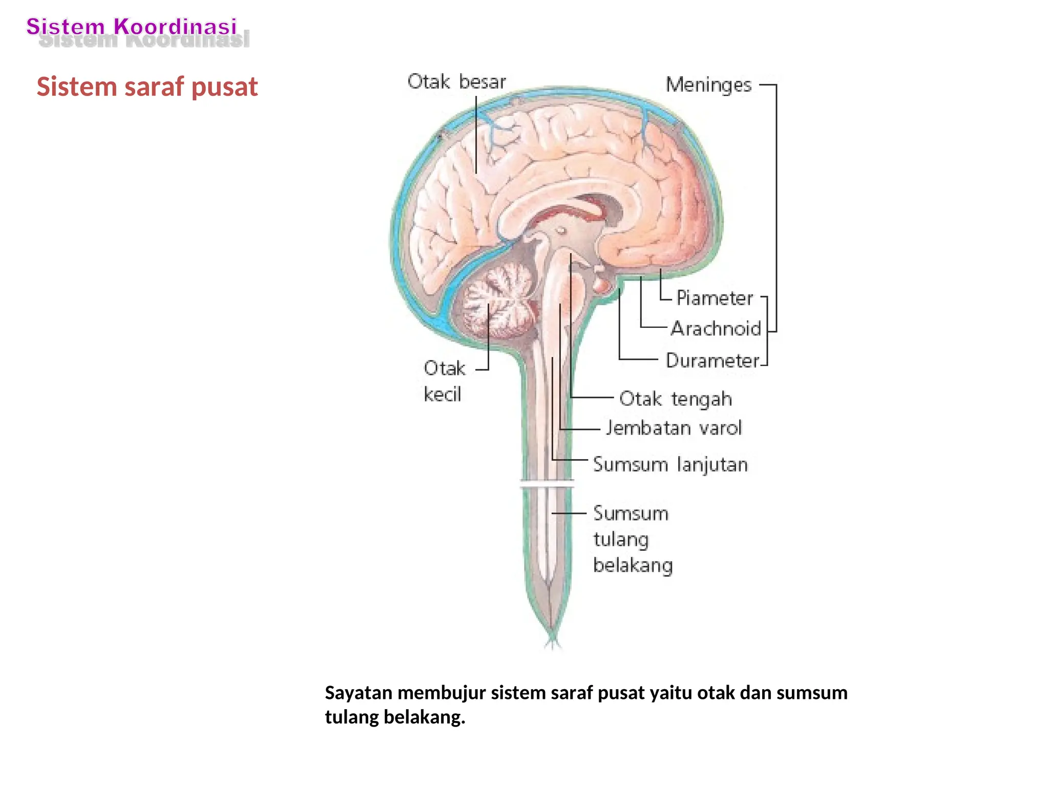koordinasi sistem saraf kelas 12-part-1.ppt