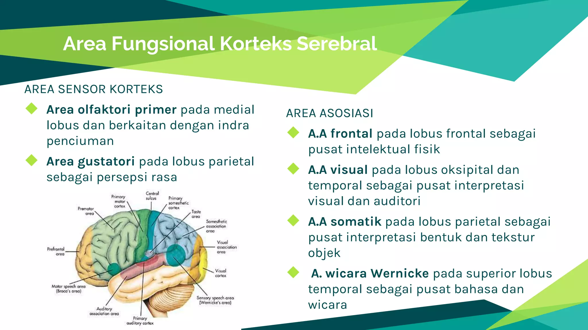 PPT Sistem Koordinasi Manusia Biologi Kelas XI | PPTX