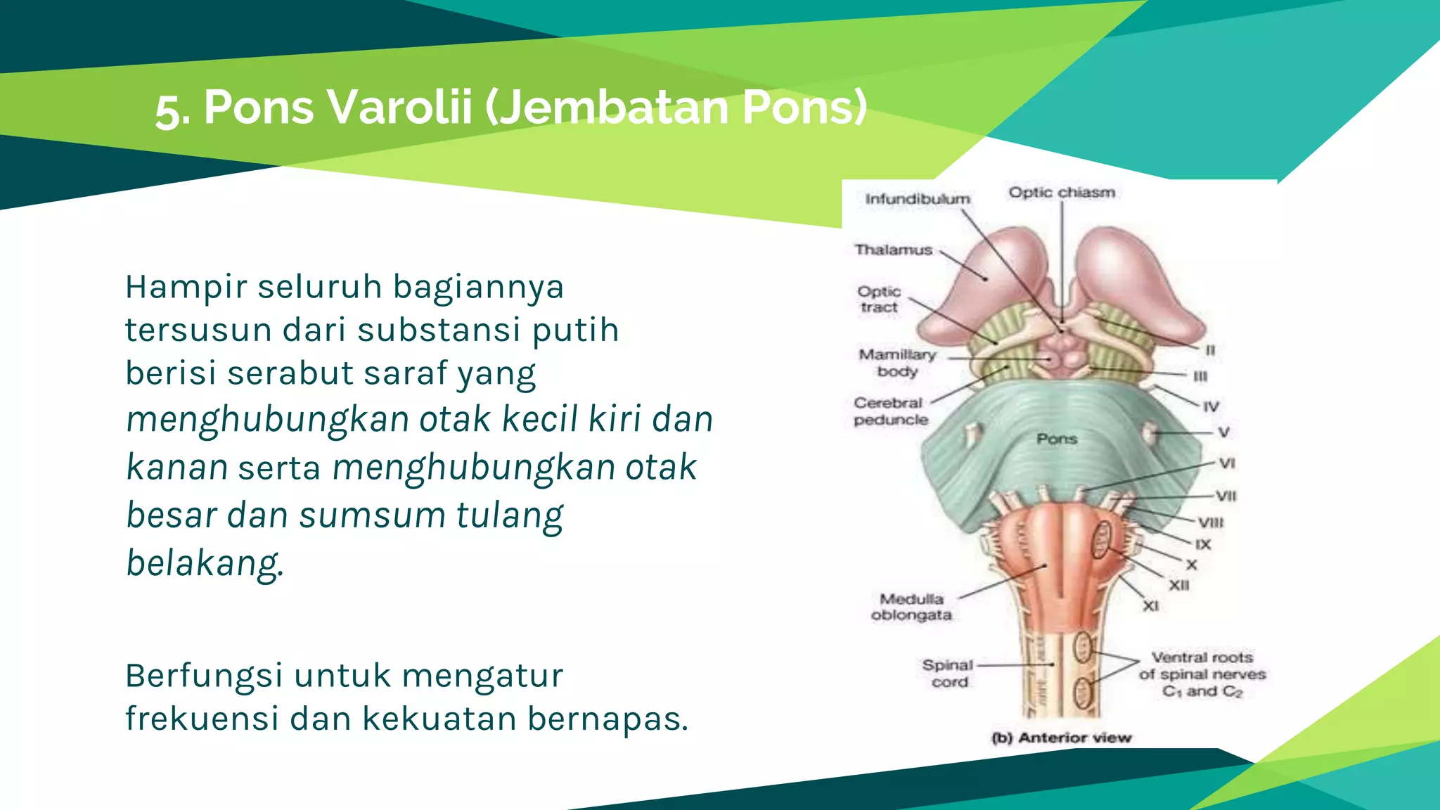 PPT Sistem Koordinasi Manusia Biologi Kelas XI | PPTX
