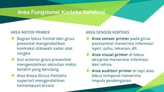 PPT Sistem Koordinasi Manusia Biologi Kelas XI | PPTX