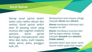 PPT Sistem Koordinasi Manusia Biologi Kelas XI | PPTX