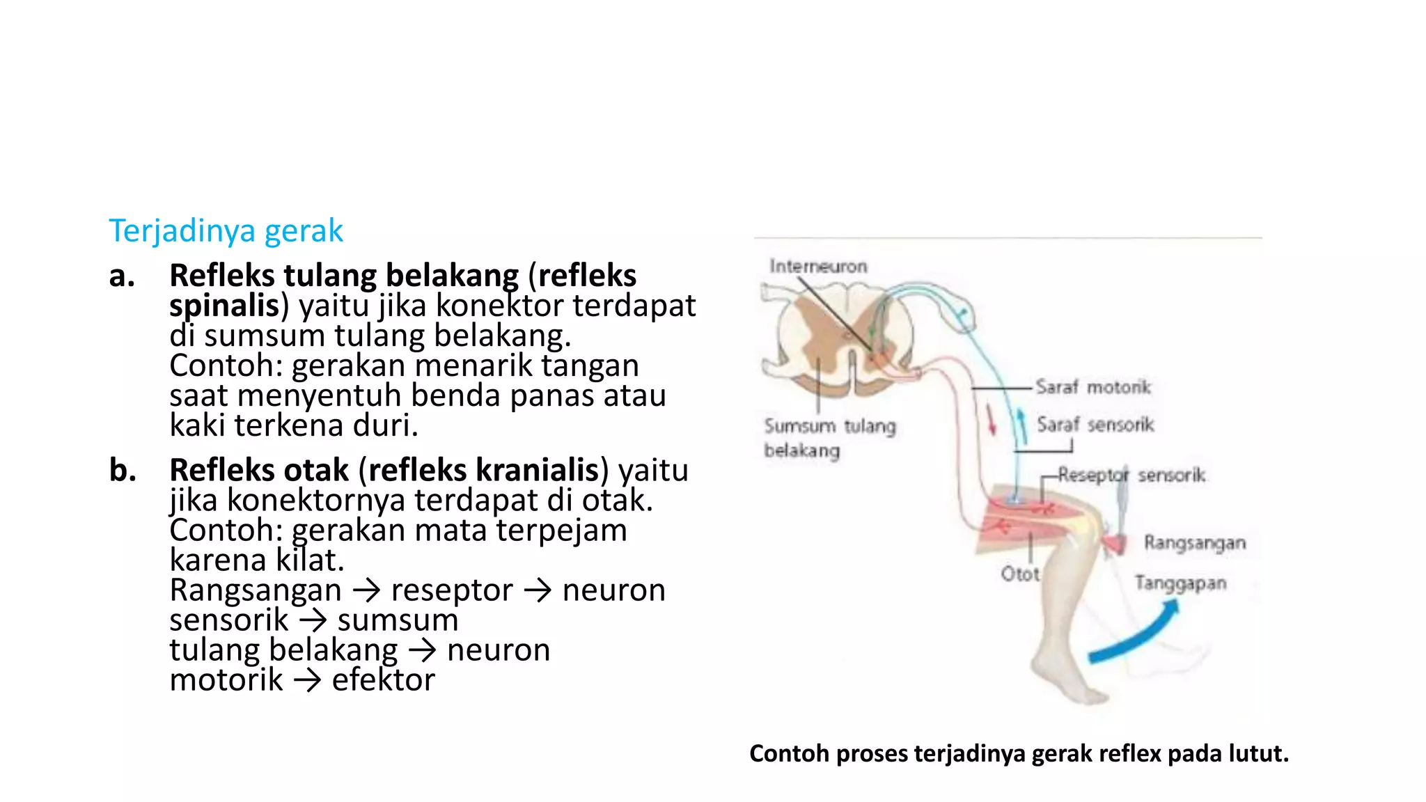 sistem koordinasi manusia | PPTX