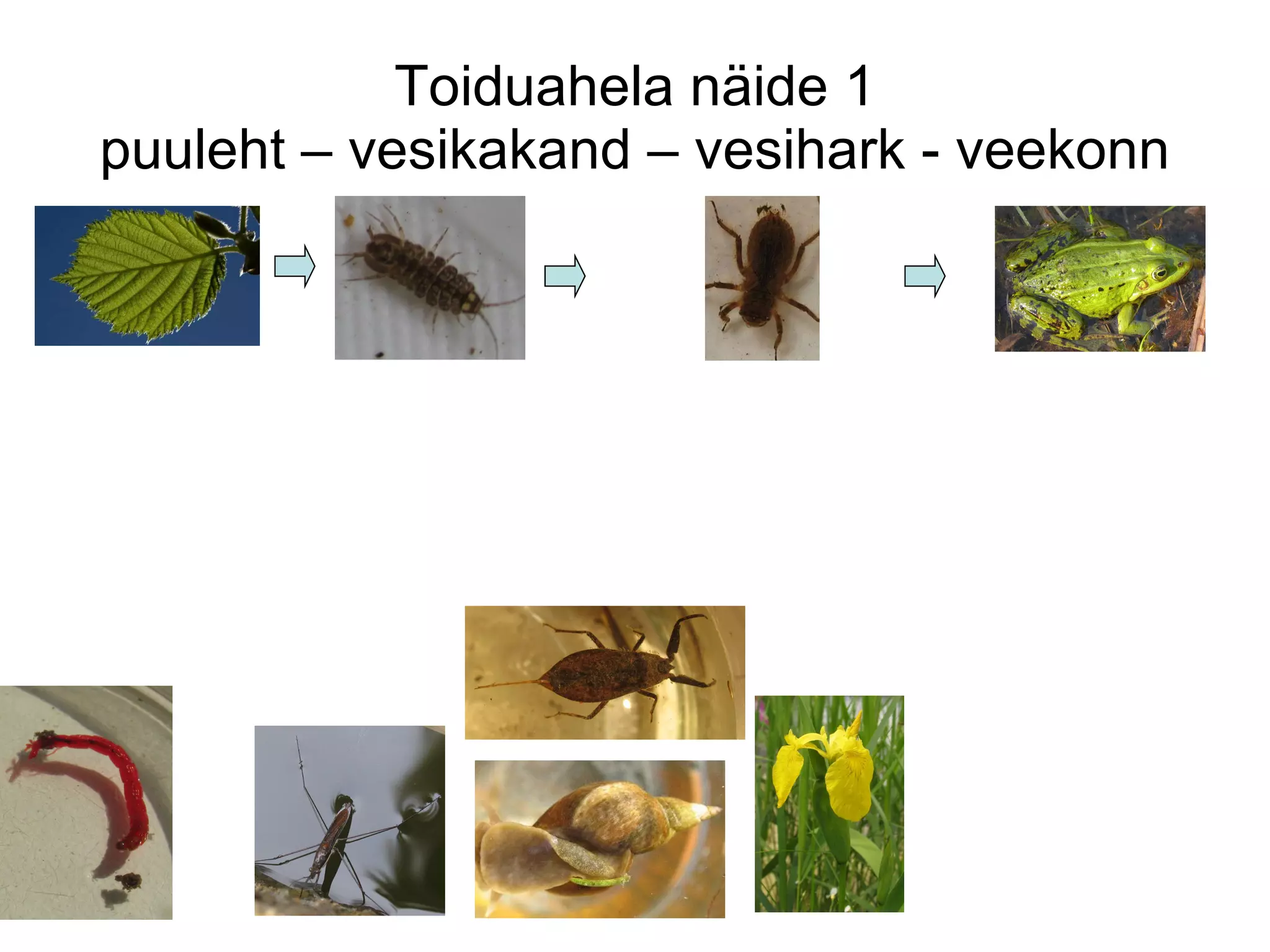 Koosta JäRve Toiduahelad | PPT