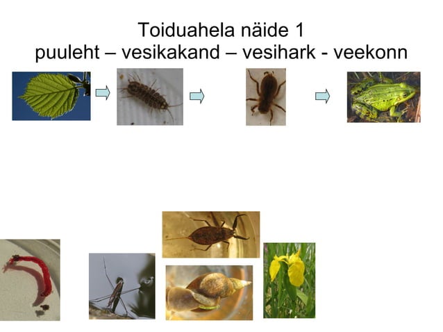 Koosta JäRve Toiduahelad | PPT