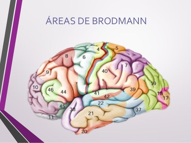 Korbinian Brodman 52 areas del cerebro