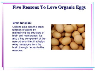 Kor eggs | PPT