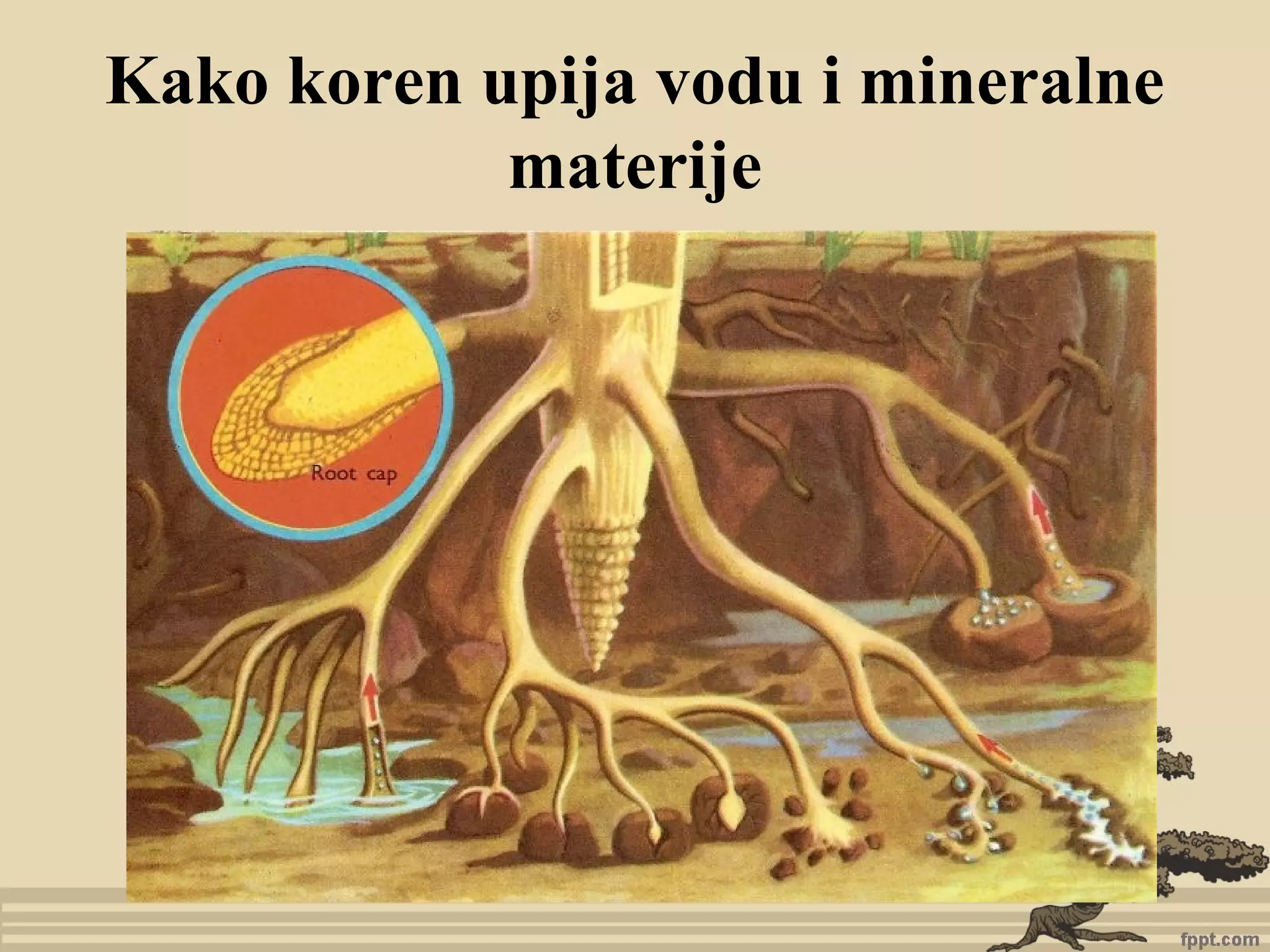 Koren | PPT